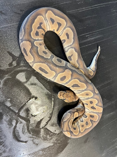 2022 Ghost Clown Male Ball Python by Ballroom Pythons South