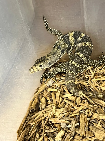 2023 Sulfur Water Monitor by Ballroom Pythons South