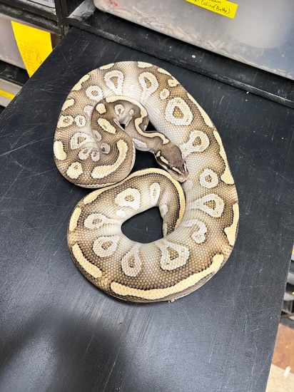 2019 Mystic Crystal Male Ball Python by Ballroom Pythons South