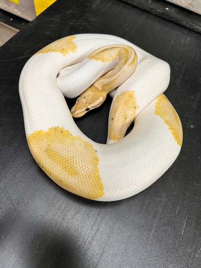 2016 Banana Piebald Male Ball Python by Ballroom Pythons South