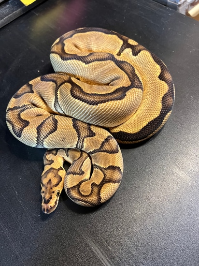 2022 Enchi Clown Double Het Albino Piebald Female Ball Python by ...