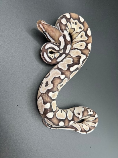 2024 TSK Axanthic Butter Het Clown Female Ball Python by Ballroom ...