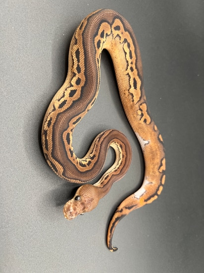 2024 Cinnamon Clown Double Ringer Het Piebald Male Ball Python by ...