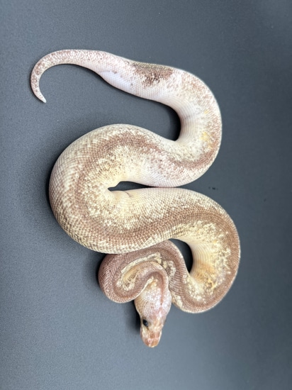 2024 Pewter Yellowbelly Clown Ringer Fader Het Piebald Female Ball ...