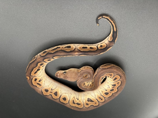 2024 Cinnamon Clown Het VPI Axanthic Male Ball Python by Ballroom ...