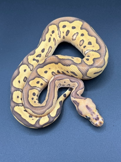 2024 Acid Enchi Butter Poss Black Pastel Clown Male Ball Python by Ballroom Pythons South