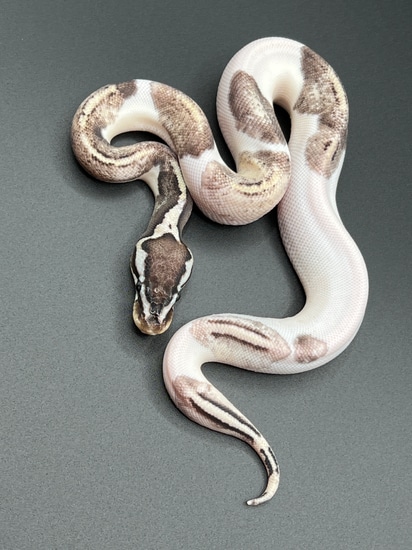 2024 Super Pastel TSK Axanthic Piebald 36% White Male Ball Python by Ballroom Pythons South