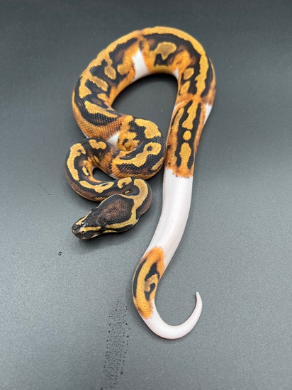 2024 Piebald 12% White Male Ball Python by Ballroom Pythons South
