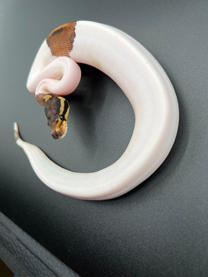 2024 Black Pastel Piebald 90% White Yellowbelly Or Specter Female Ball ...