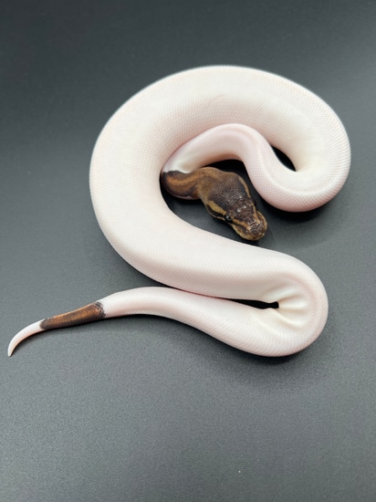 2024 Black Pastel Mahogany Piebald 88% White Male Ball Python by ...