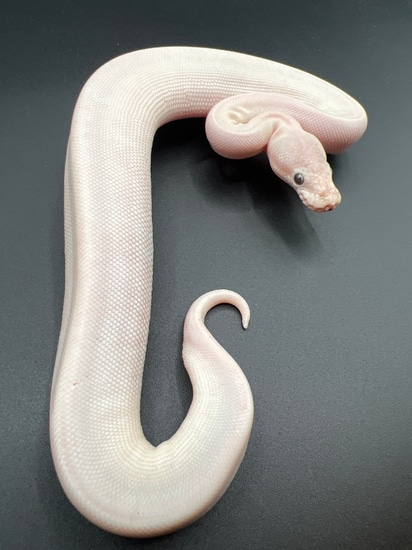 2024 BEL Mojave Russo Or Lesser Female Ball Python by Ballroom Pythons South