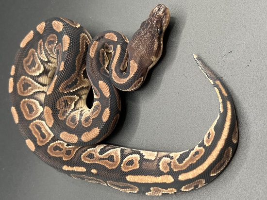 2024 Cinnamon Double Het VPI Axanthic Clown Male Ball Python by ...