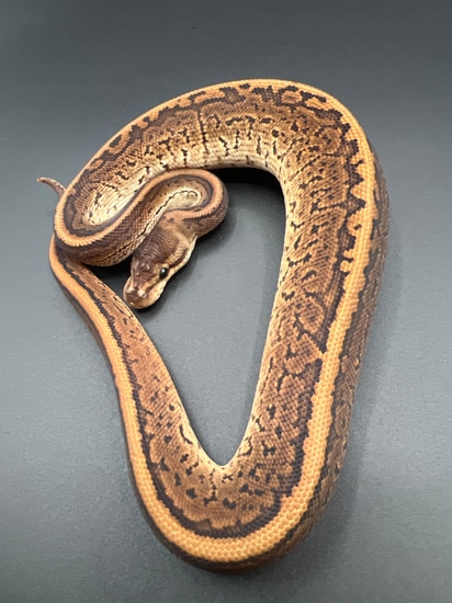 2024 Black Pastel Pinstripe Enchi Poss Calico Het Piebald Ball Python ...