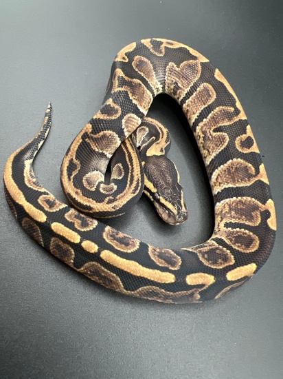 2024 GHI Double Het TSK Axanthic Piebald Male Ball Python by Ballroom Pythons South