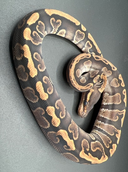 2024 GHI Mahogany Het Clown Male Ball Python by Ballroom Pythons South