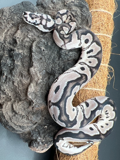 2024 Vpi Axanthic Clown Pale Male Ball Python by Ballroom Pythons South
