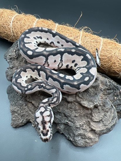 2024 Vpi Axanthic Clown Pale Female Ball Python by Ballroom Pythons South