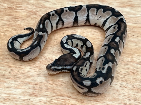 2024 TSK Axanthic Pastel Male Ball Python by Ballroom Pythons South