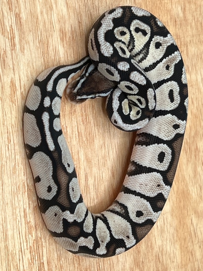 2024 TSK Axanthic Pastel Female Ball Python by Ballroom Pythons South