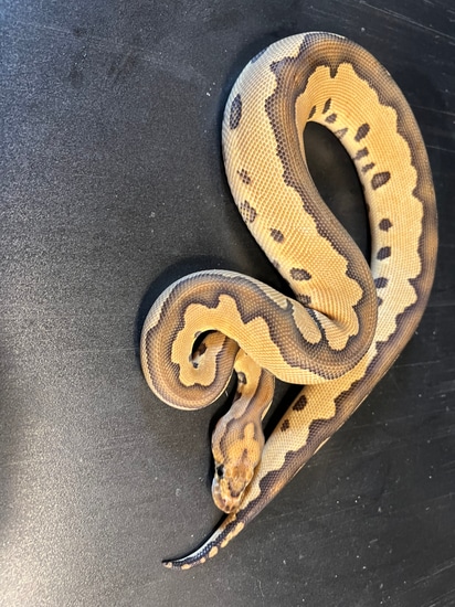 Clown Het Ghost Ball Python by Ballroom Pythons South