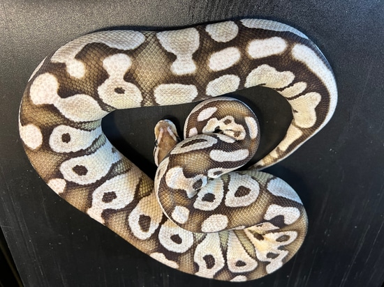 2022 Butter Pastel TSK Axanthic Het Clown Female Ball Python by ...