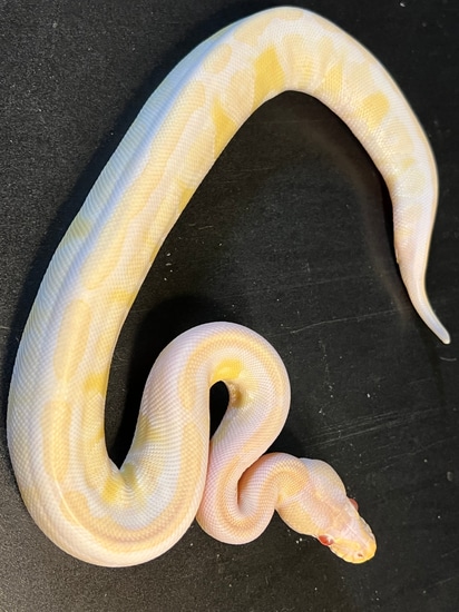 2024 Albino Mystic Or Potion Clown Female Ball Python by Ballroom ...