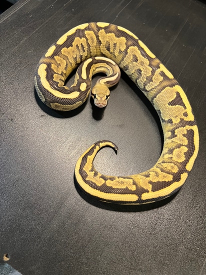 2024 Black Pastel Fire Spark Male Ball Python by Ballroom Pythons South