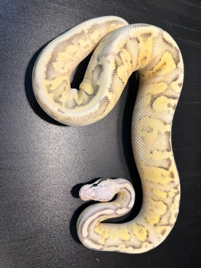 2024 Pastel Vanilla Cream Male Ball Python by Ballroom Pythons South