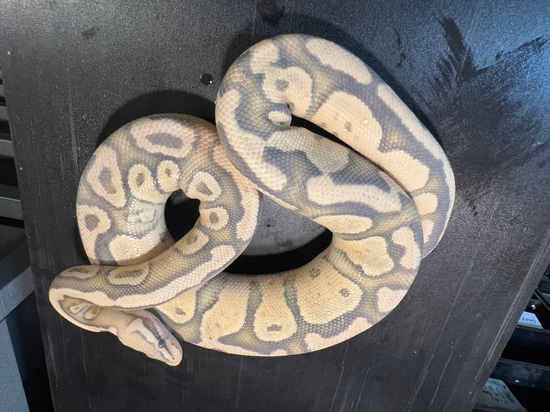 2023 Firefly Orange Ghost Het Piebald Male Ball Python by Ballroom ...
