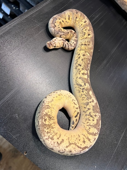 2022 Super Pastel Chimera Yellowbelly Calico Clown Female Ball Python ...