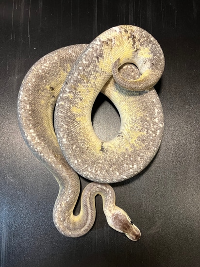 2022 Black Oreo Blizzard Female Ball Python by Ballroom Pythons South