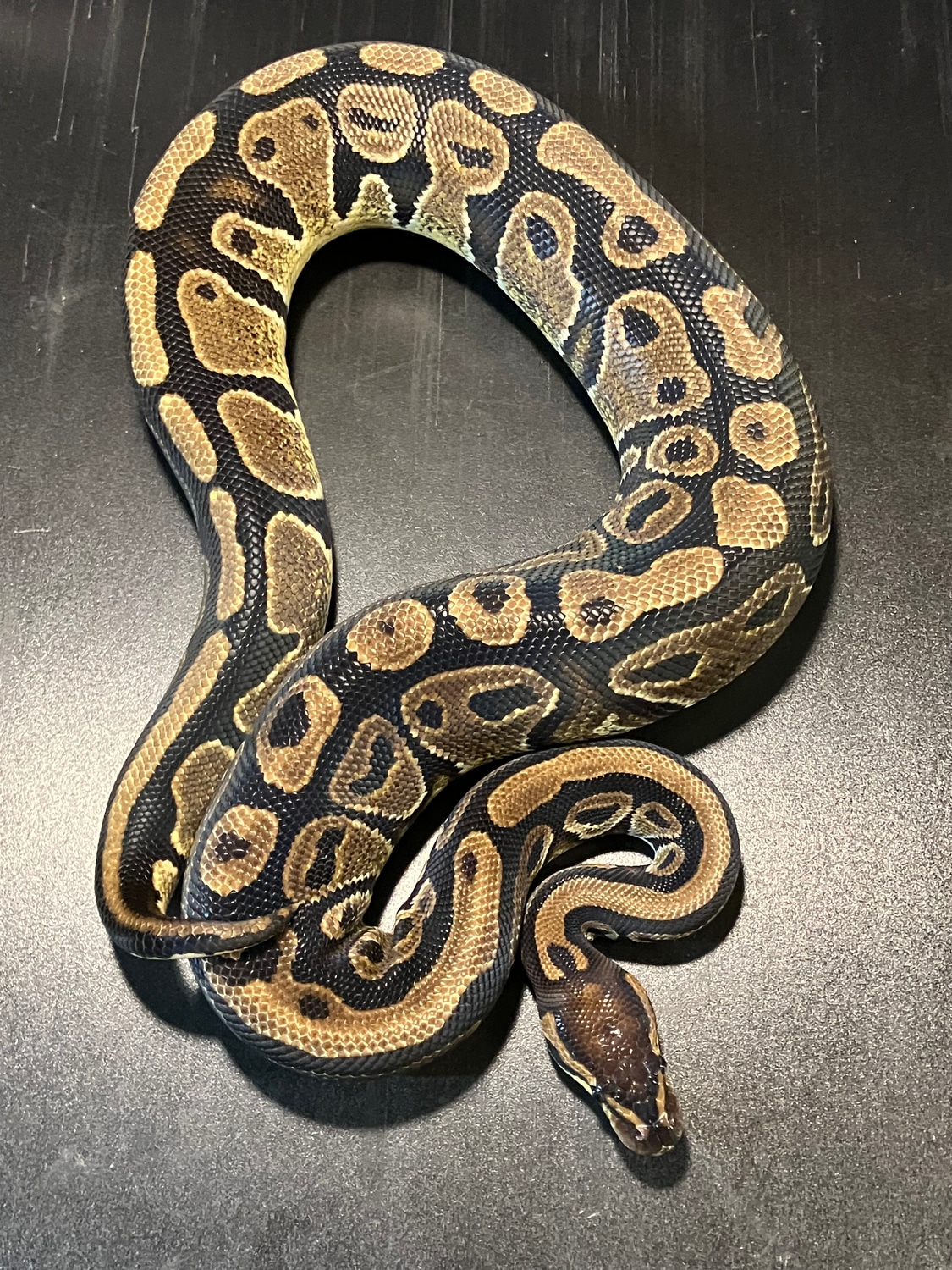 2022 Double het TSK Axanthic het Piebald female