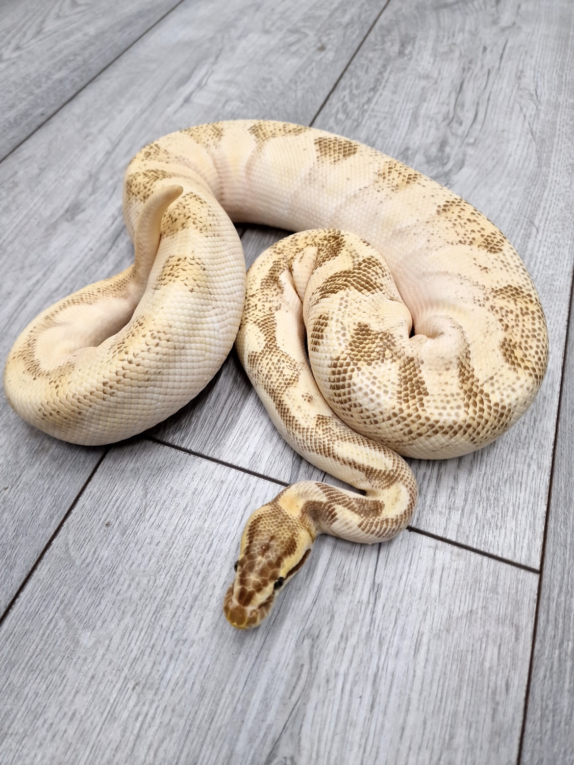 Super Orange Dream, Mojave, Enchi, Fire, Pastel Het Clown Ball Python ...