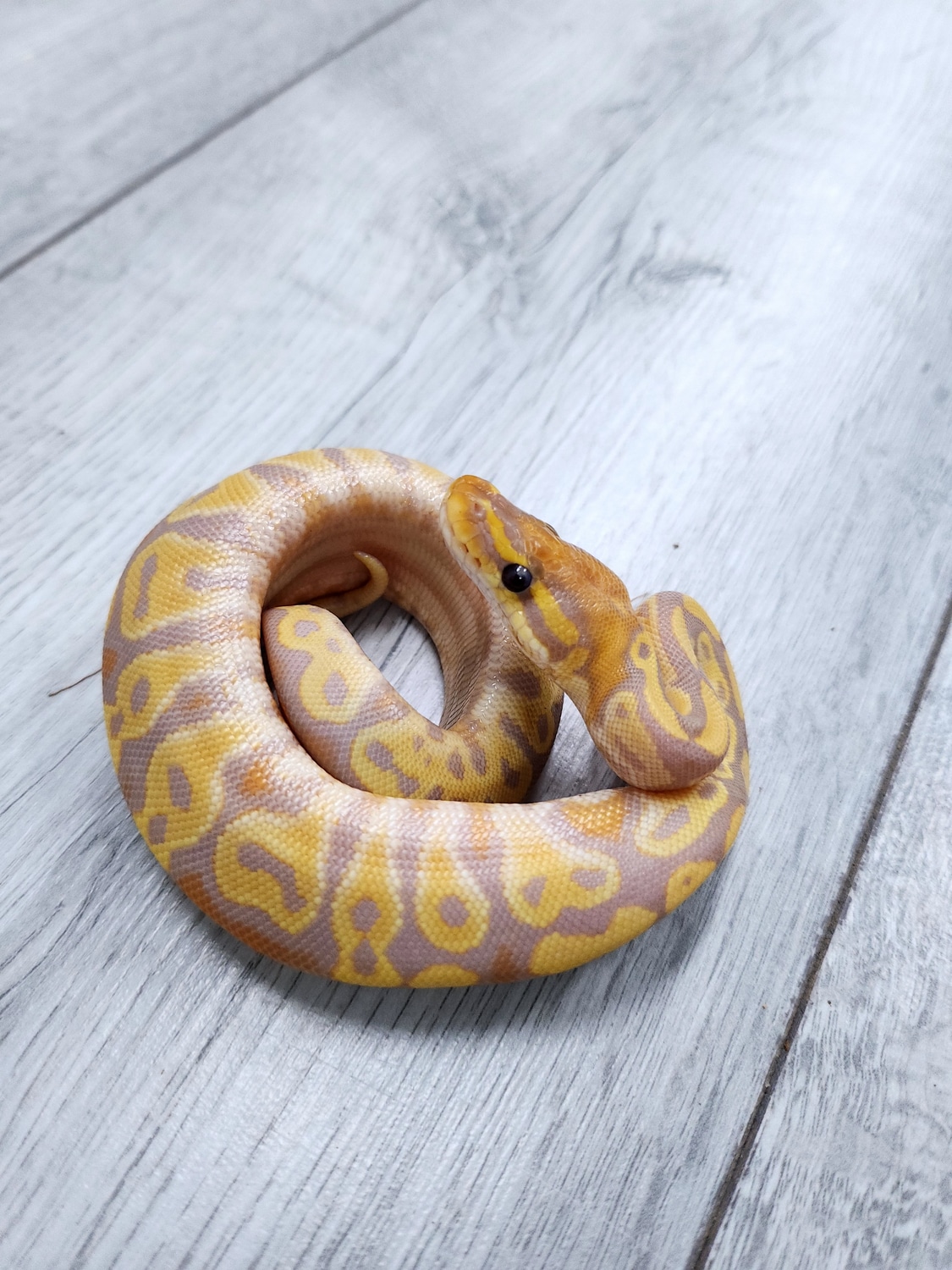 Banana Bongo Het Clown Ball Python by Balls2u - MorphMarket
