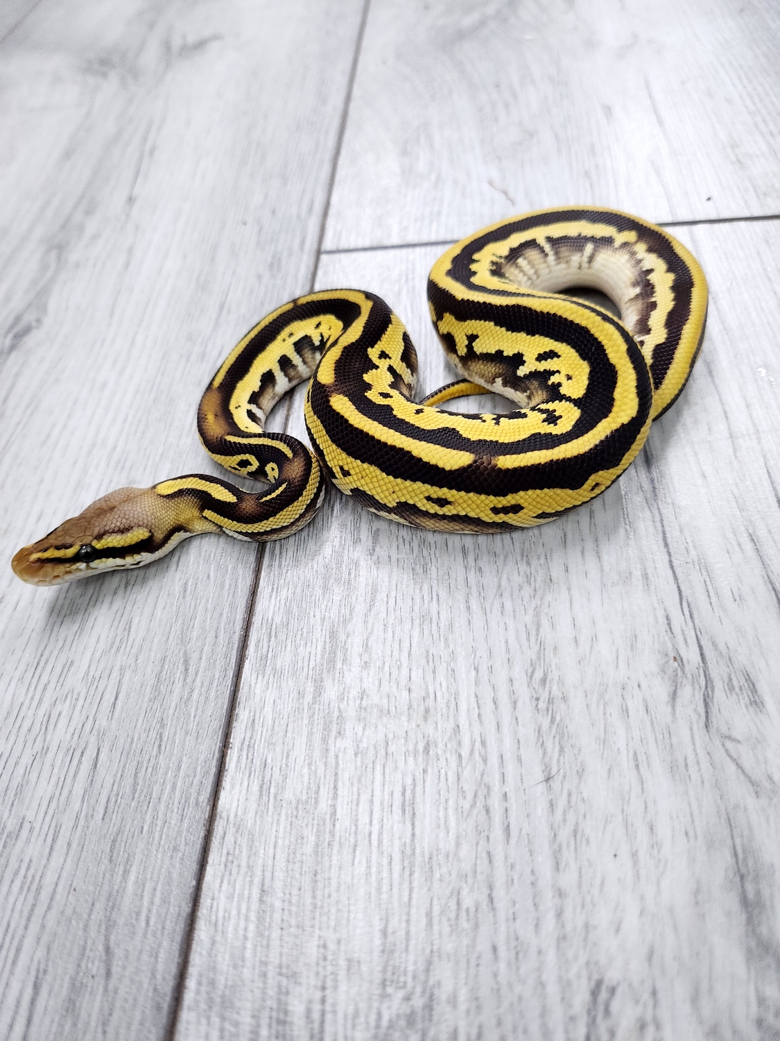 Orange Dream, Mojave, Fire, Pastel, Leopard Het Clown PH Ultramel Ball ...