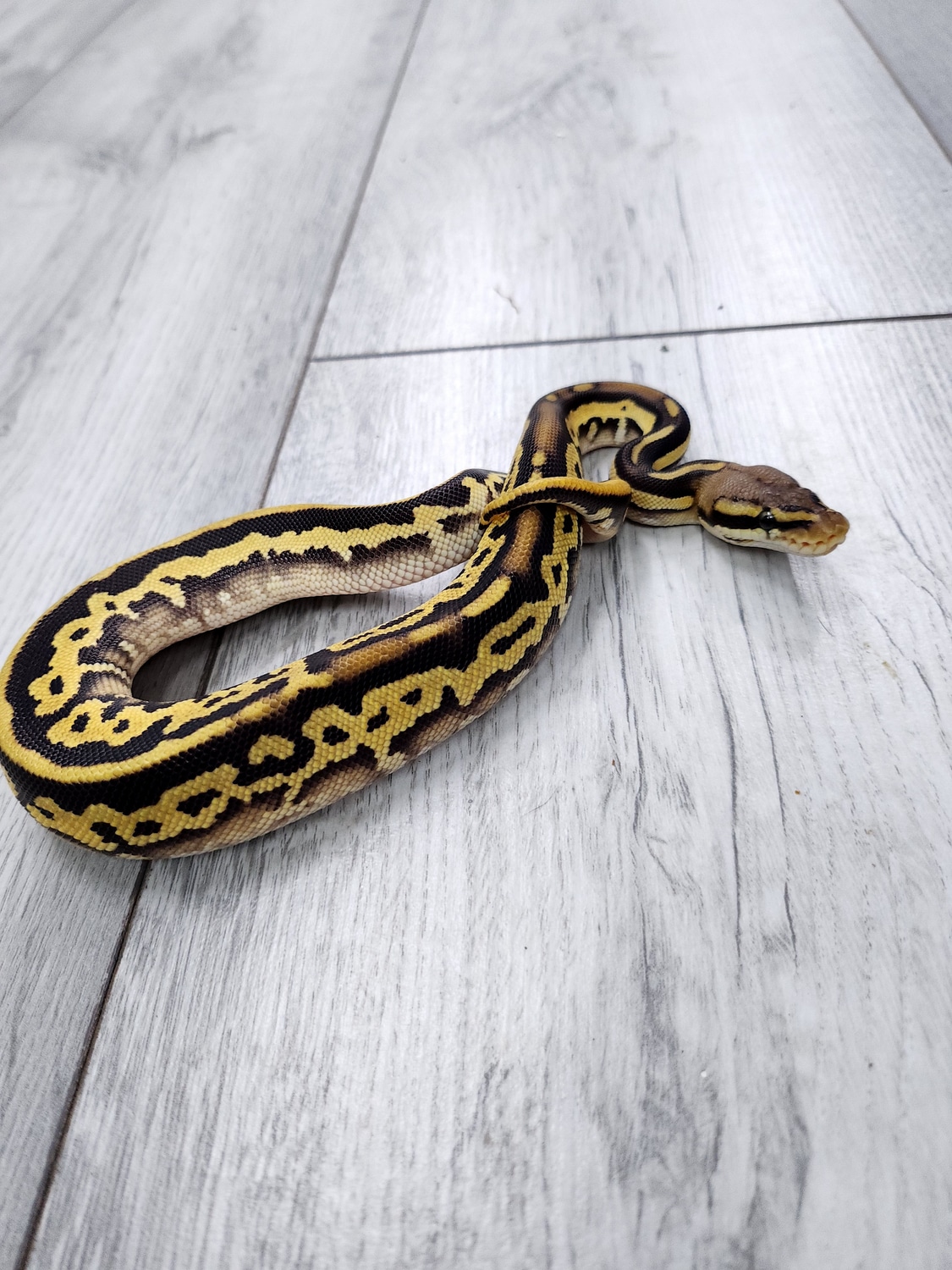 Orange Dream, Mojave, Pastel, Leopard Het Clown PH Ultramel Ball Python ...