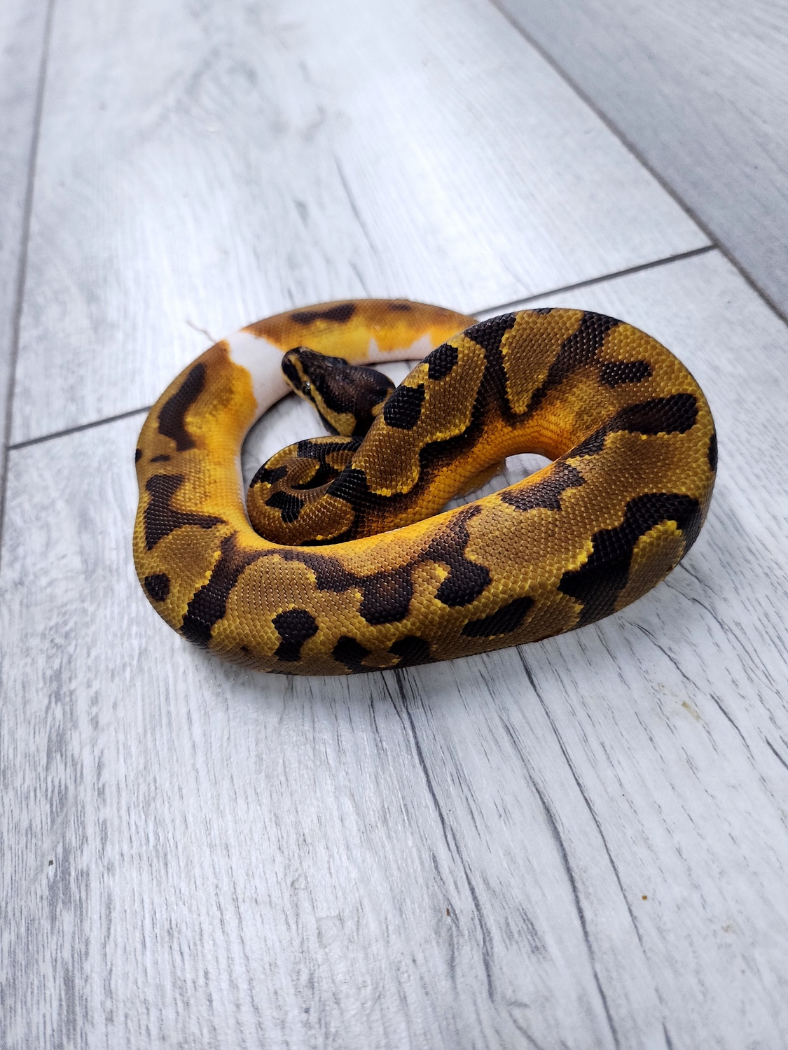 *Enchi Pied Ball Python by Balls2U - MorphMarket