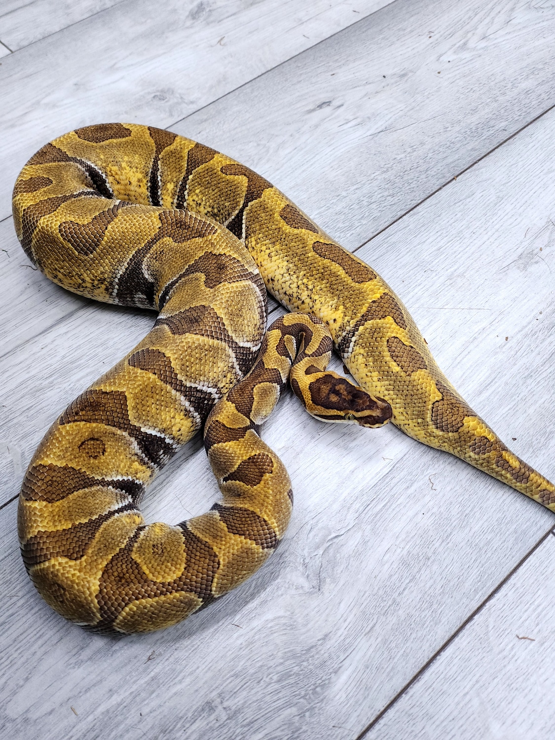 Super Enchi Special Ball Python by Balls2U - MorphMarket