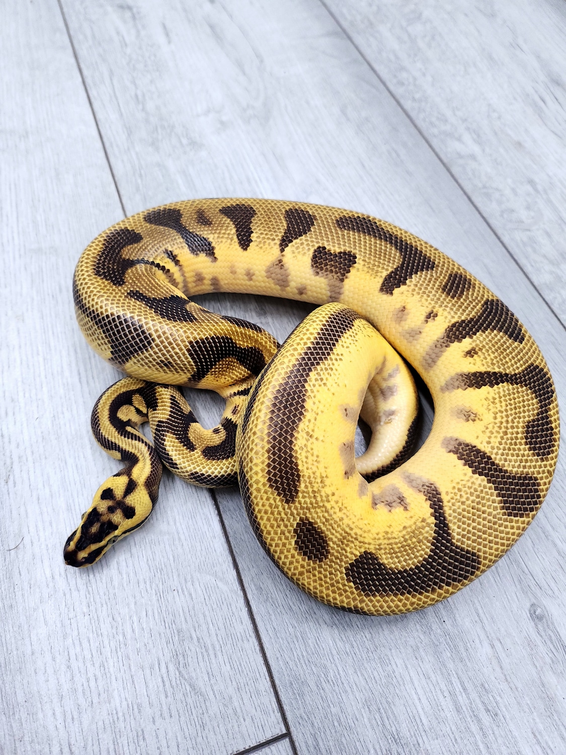 OD Leopard Enchi Yellow Belly Ball Python by Balls2U - MorphMarket