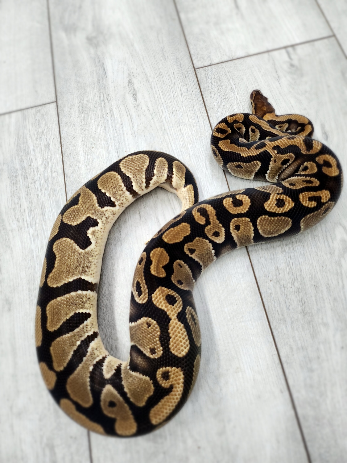 GeneX Dh Clown Pied Ball Python by Balls2u - MorphMarket