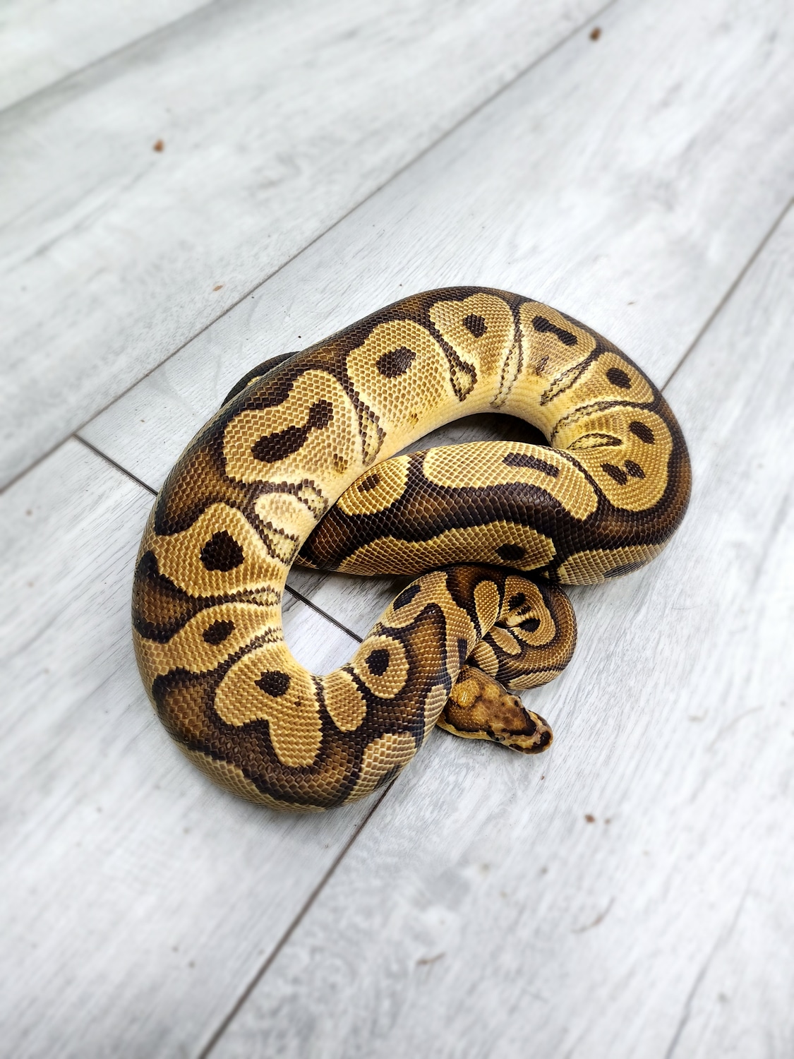 Genex Clown Het Pied Ball Python by Balls2u - MorphMarket