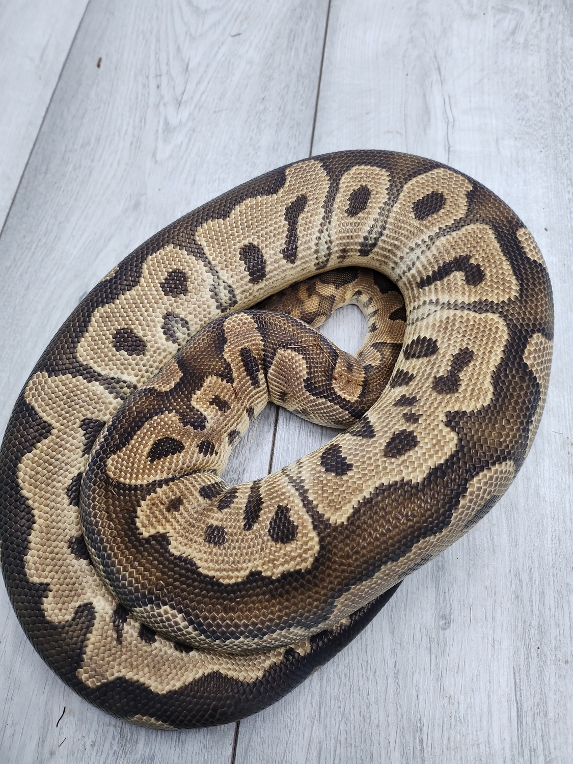 Clown #3sbuk Ball Python by Balls2U - MorphMarket