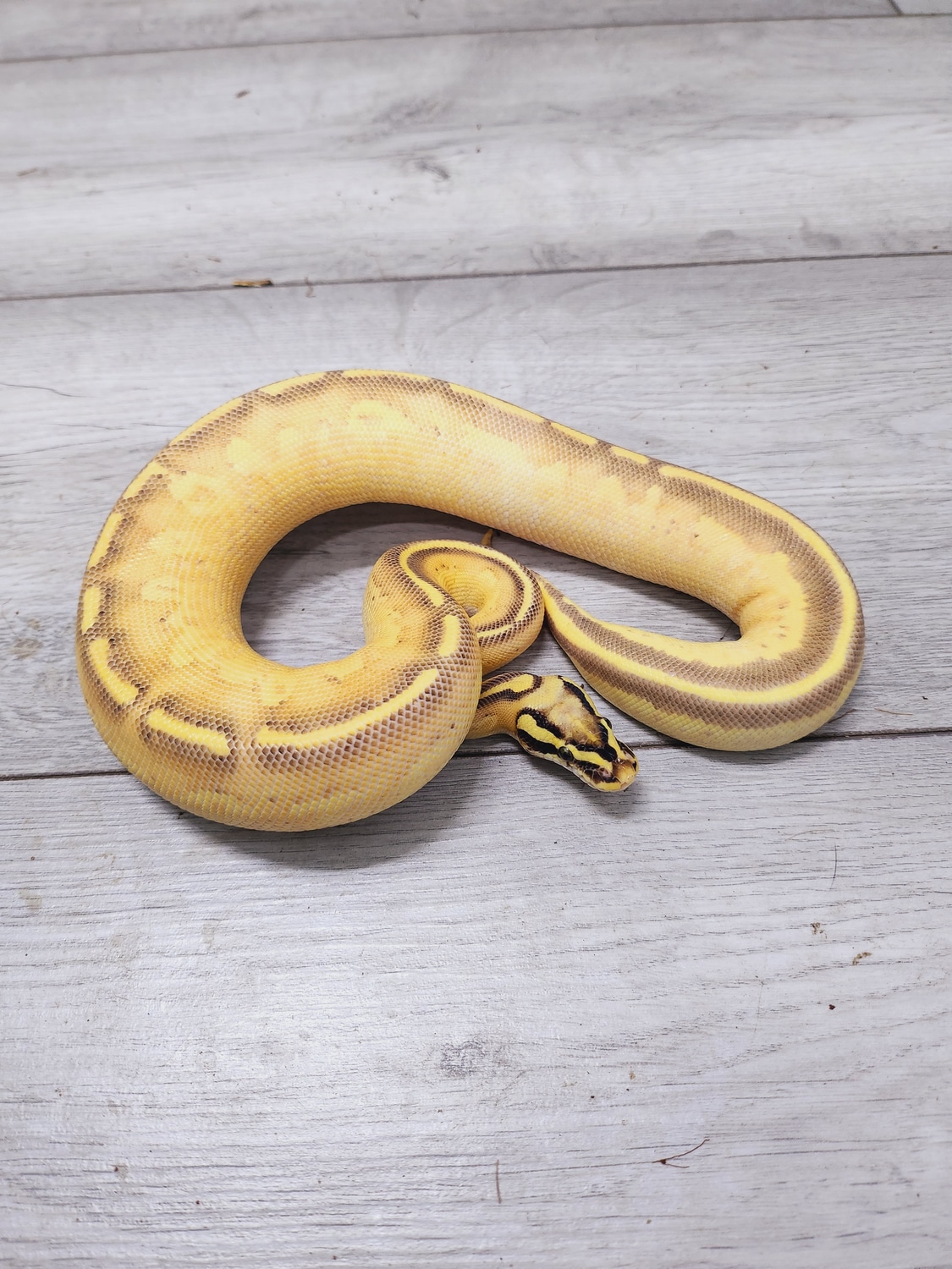 Cypress HI-OD Pastel Enchi Freeway Ball Python by Balls2u - MorphMarket