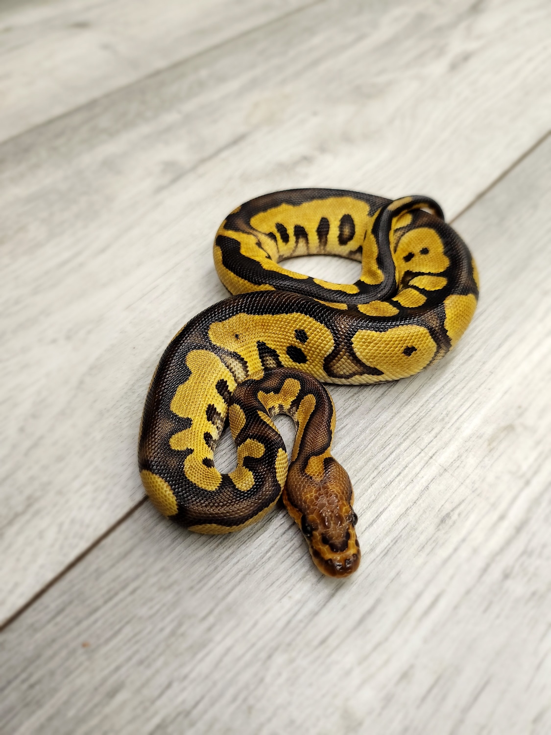 Chocolate Clown Ball Python by Balls2U - MorphMarket