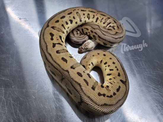 Pastel Batman Ball Python by Balls2U
