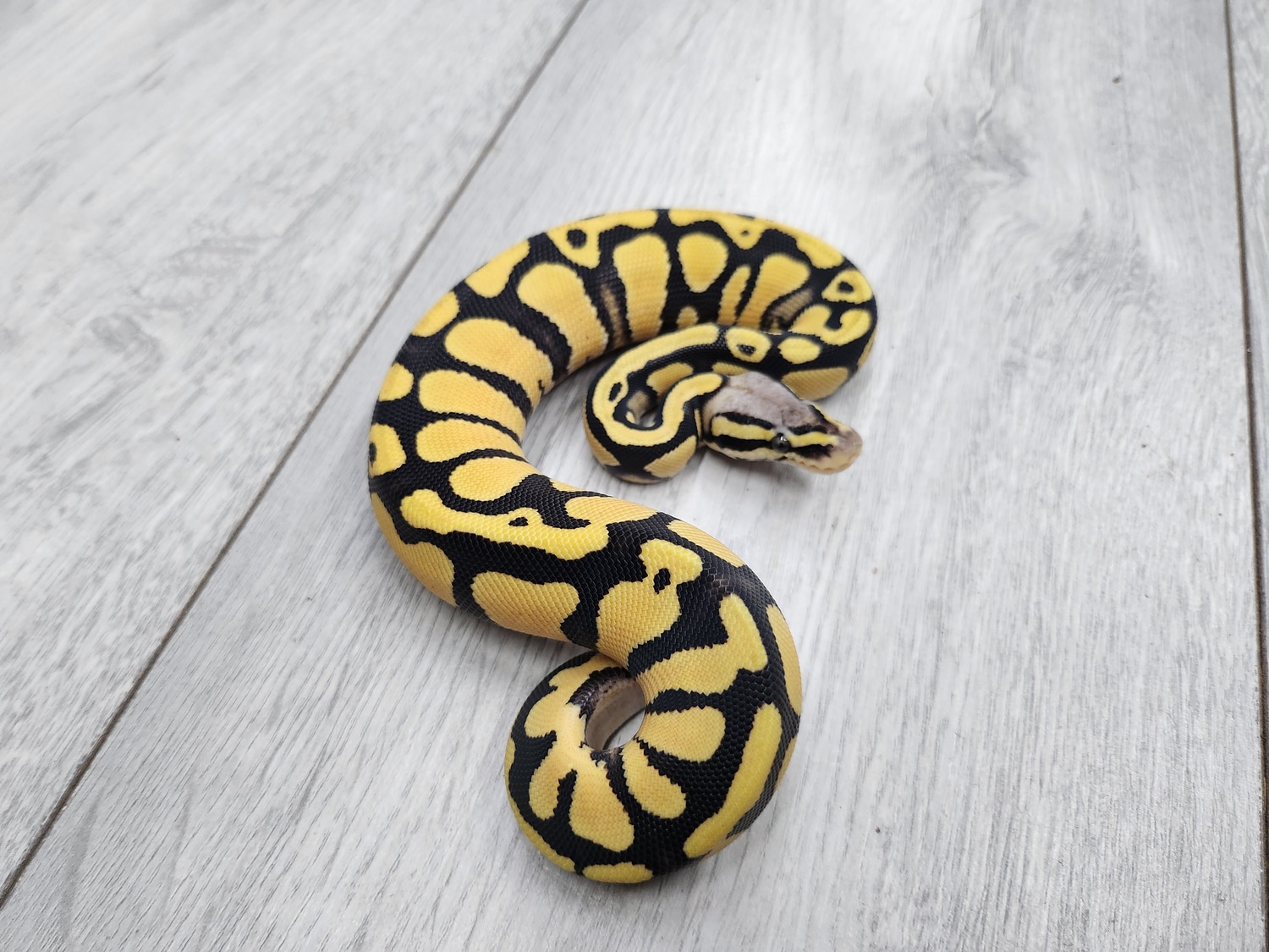 Pastel Desert Ghost Het Pied Ball Python by Balls2U - MorphMarket
