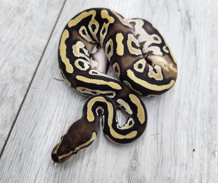 Bang Clown Ball Python by Balls2U - MorphMarket