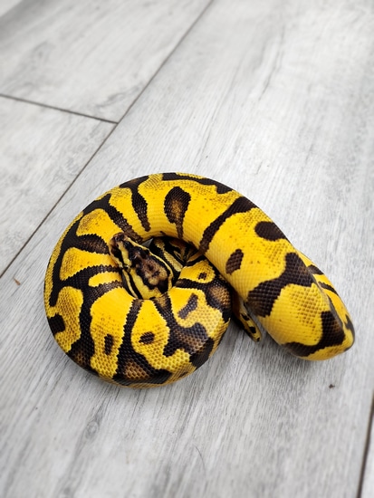 OD Enchi Pastel Yb Het Pied Pos Het Clown Ball Python by Balls2U