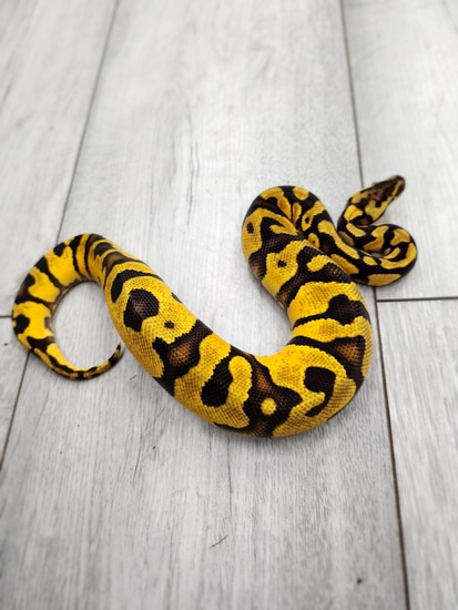 OD Enchi Pastel Yb Het Pied Pos Het Clown Ball Python by Balls2U