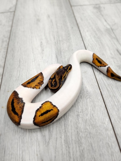 Leopard OD Pied Pos Het Clown Ball Python by Balls2U